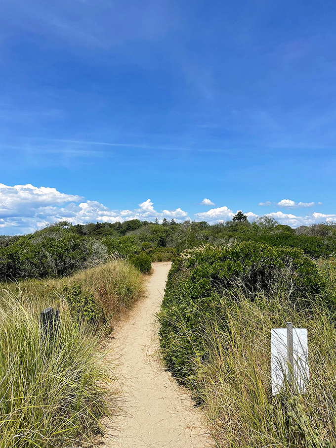 The path less traveled: A winding trail through coastal vegetation promises adventure and maybe a few "are we there yet?" moments.