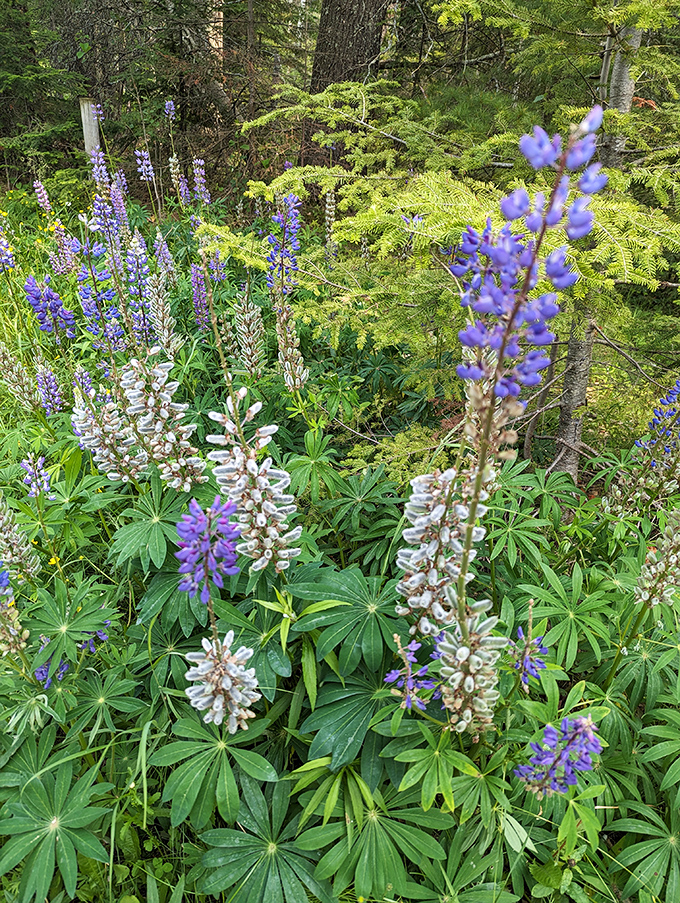 Wildflower wonderland: Nature's own bouquet adds a splash of color to the forest floor. No green thumb required for this garden!