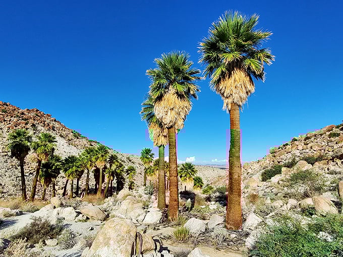 Anza-Borrego's metal menagerie: where prehistoric creatures and fantasy beasts coexist in rusty harmony.