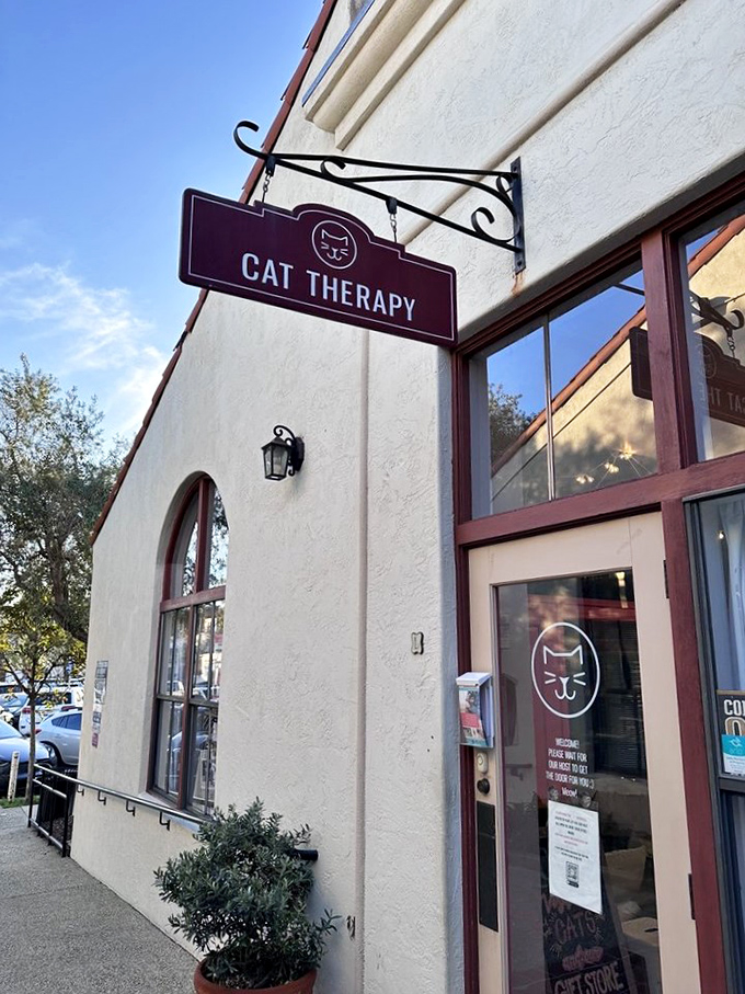 Cat Therapy: Santa Barbara's stress-relief central. It's like yoga, but instead of downward dog, you're petting cats.