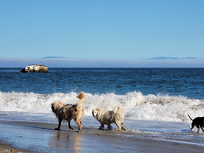 Who needs a gym when you've got a beach? These pooches are getting their cardio in, seaside style!