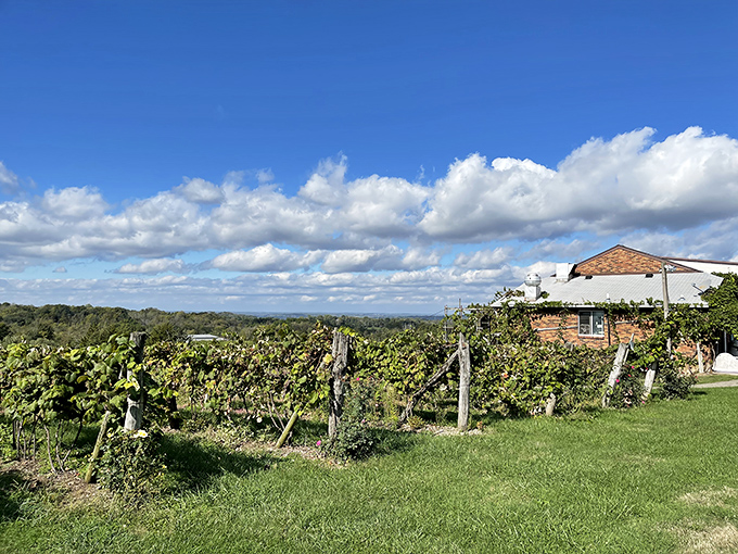 Vinoklet Winery: Napa Valley, eat your heart out! These rolling hills and vineyard views will have you doing a double-take.