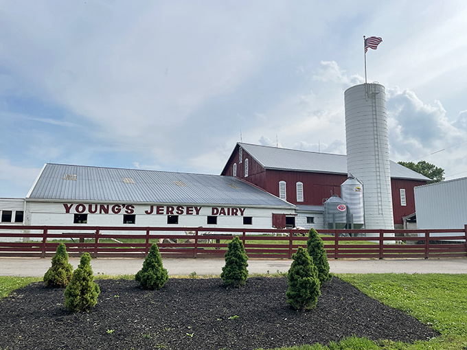 Young's Jersey Dairy: Where Old MacDonald's farm meets Willy Wonka's factory. That red barn is basically a lighthouse for ice cream lovers.