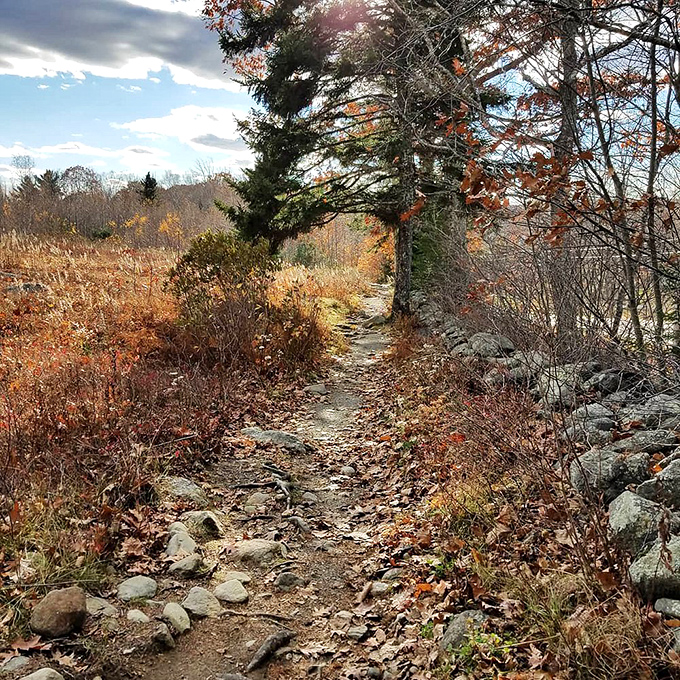 Autumn's catwalk! Mother Nature's showing off her fall collection, and every leaf is dressed to impress. Fashion Week, eat your heart out!