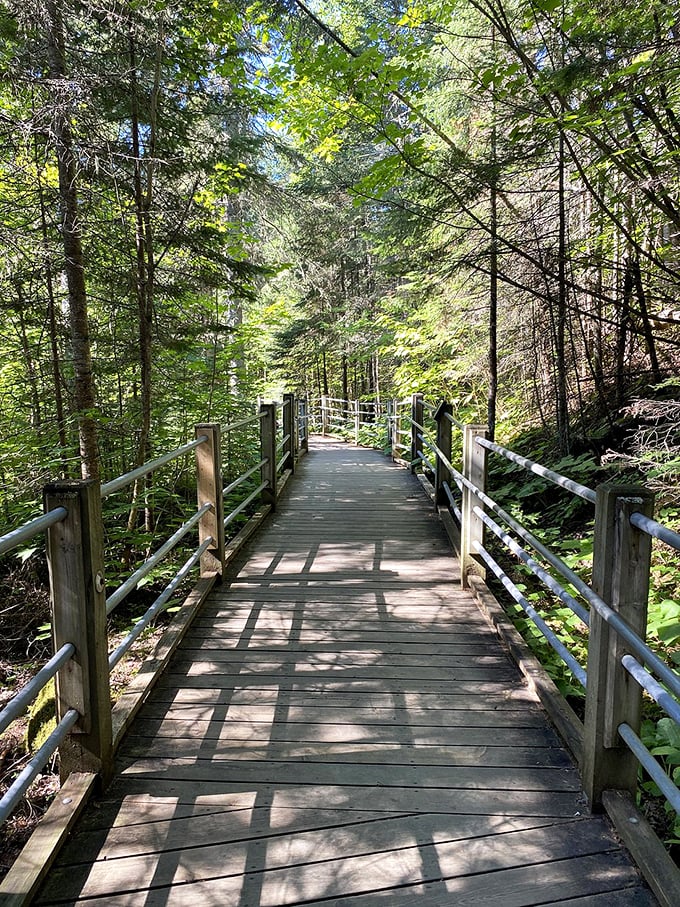 Walking on water? Almost! This boardwalk lets you glide through the forest like a woodland sprite. No magic powers required.