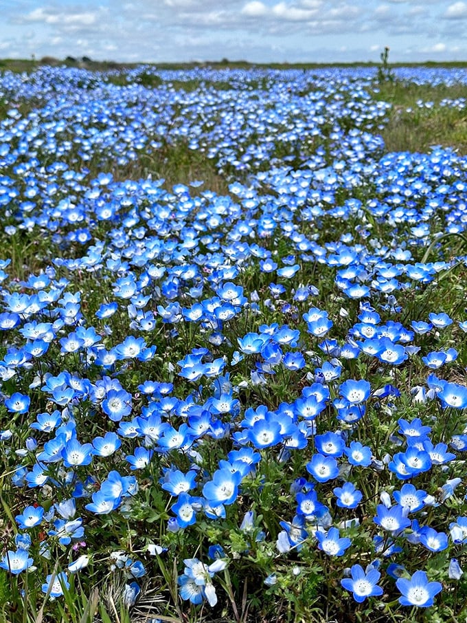Blue eyes, baby's got blue eyes&hellip; and yellow ones, and purple ones. Nature's own bouquet, no florist required!