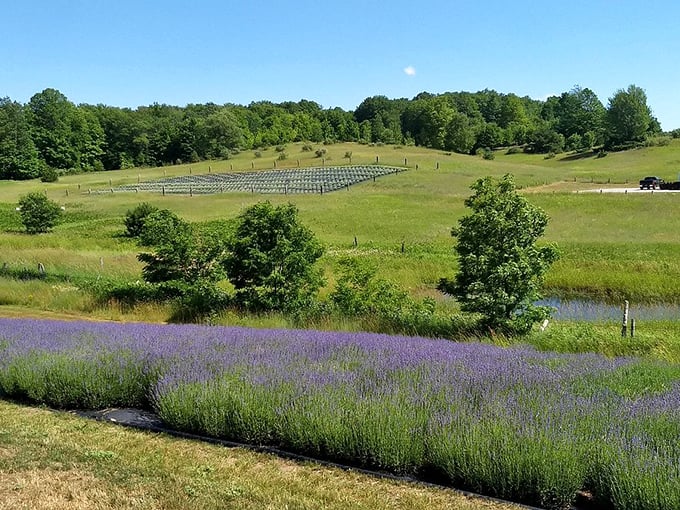 Purple haze, all in my gaze! This lavender field is proof that Niles can rock Provence chic with the best of them.
