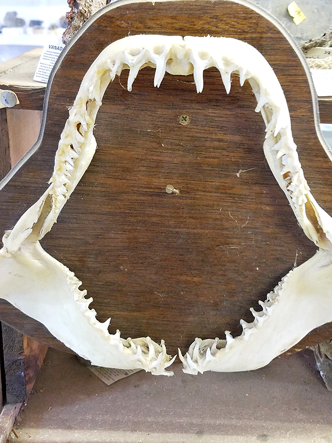 Jaws, but make it prehistoric! These shark teeth are a stark reminder that we're glad some things stayed in the past.