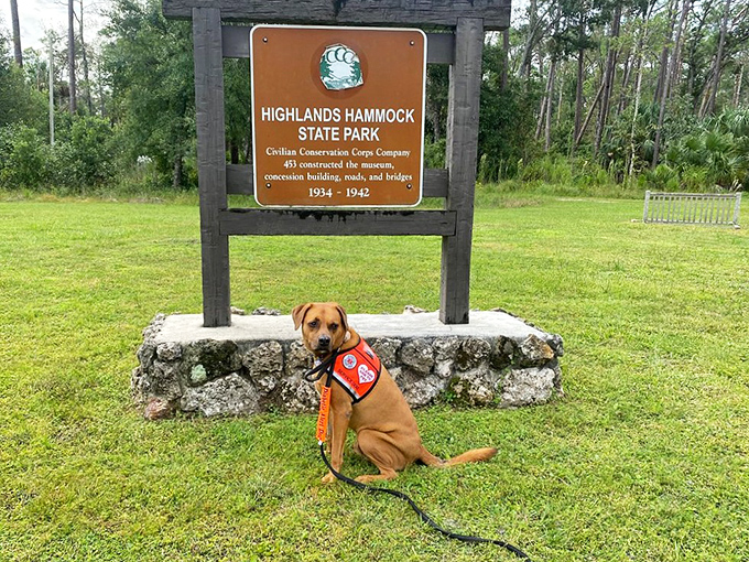 Meet the park's most obedient visitor! This four-legged friend is clearly excited about the adventure ahead. Talk about puppy love for nature!