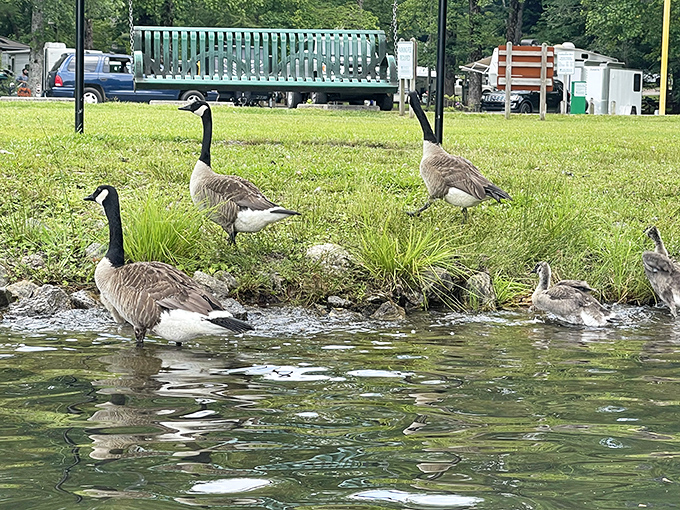 Geese: nature's own welcoming committee. They're like the park's feathered concierge service, minus the fancy uniforms.