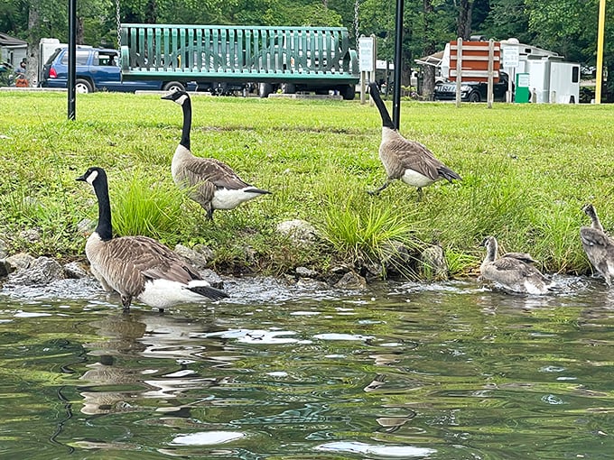 "Honk if you love nature!" These geese are the park's unofficial welcoming committee, adding a touch of wild charm to your visit.