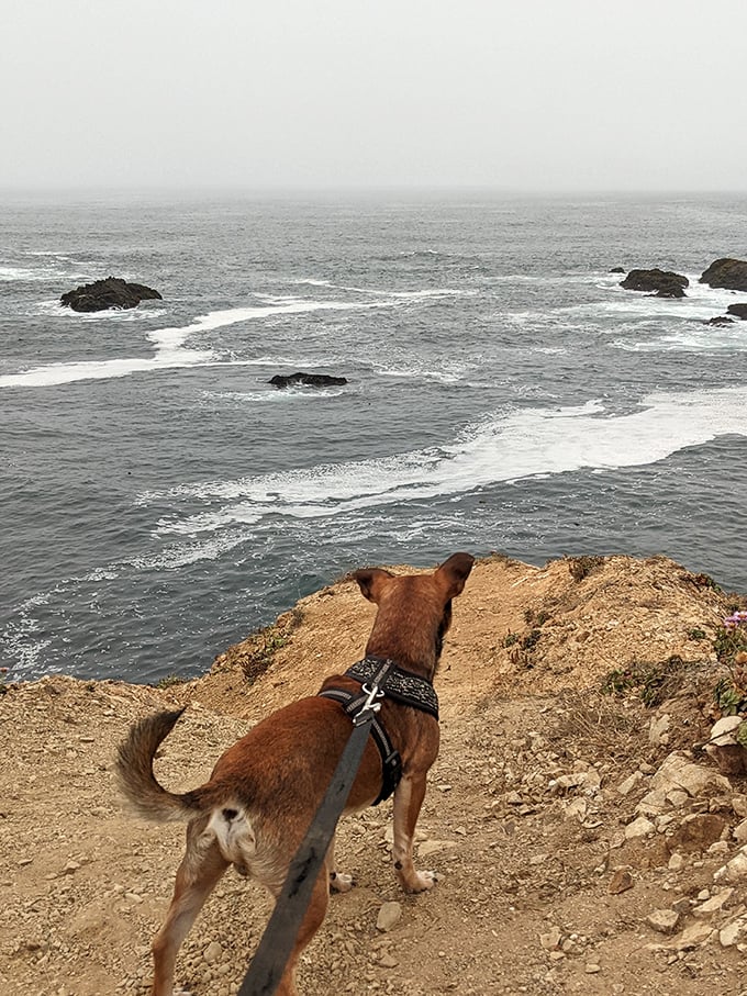 "Who's walking who?" This furry friend seems just as mesmerized by the view as their human companion.