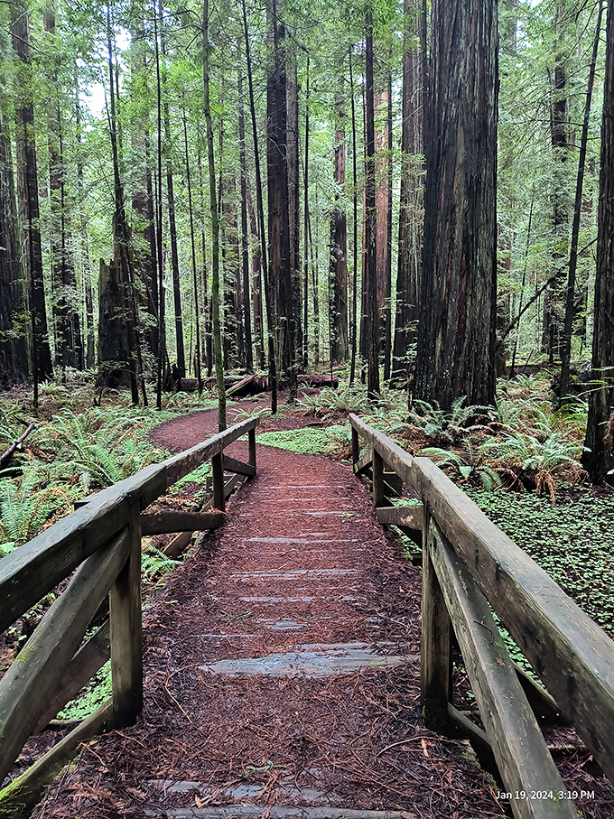 The Yellow Brick Road of the forest: Follow this wooden bridge, and you might just find the wizard&hellip; or at least some really big trees.