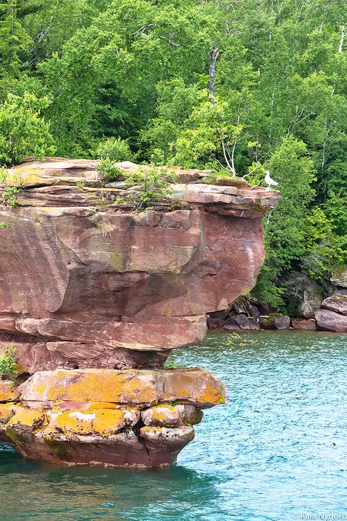 Bird's eye view of bird watching. That gull's got a better seat than front row at a Springsteen concert!