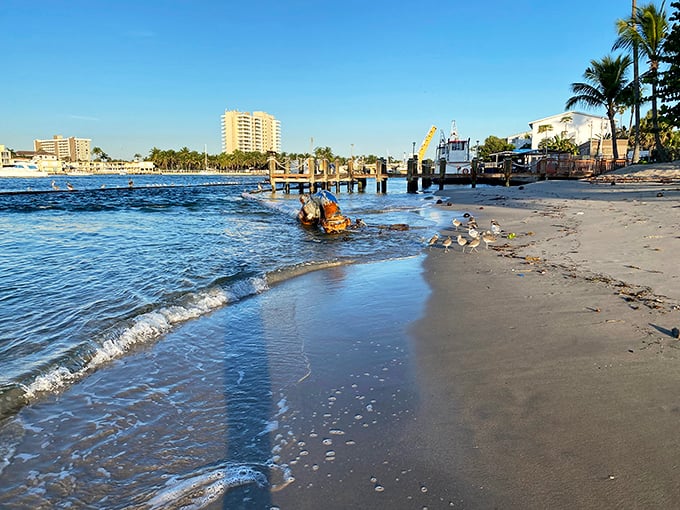 Beach, please! This stretch of sand is so inviting, even the seabirds are lining up for prime sunbathing spots.