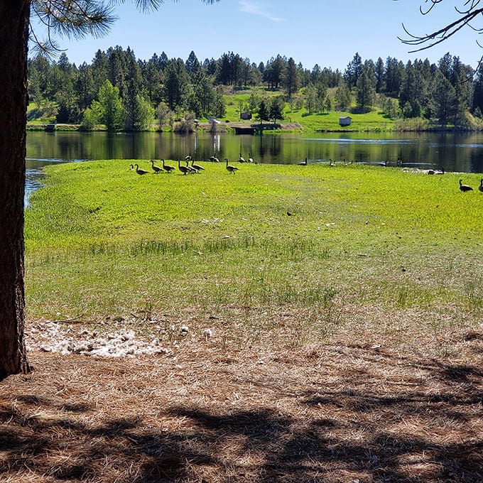 Goose parade or avian flash mob? Either way, these feathered friends are putting on a show worthy of a David Attenborough narration.