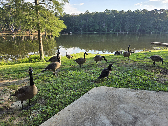 Goose parade or nature's welcoming committee? These feathered friends are the unofficial greeters of Roosevelt State Park.