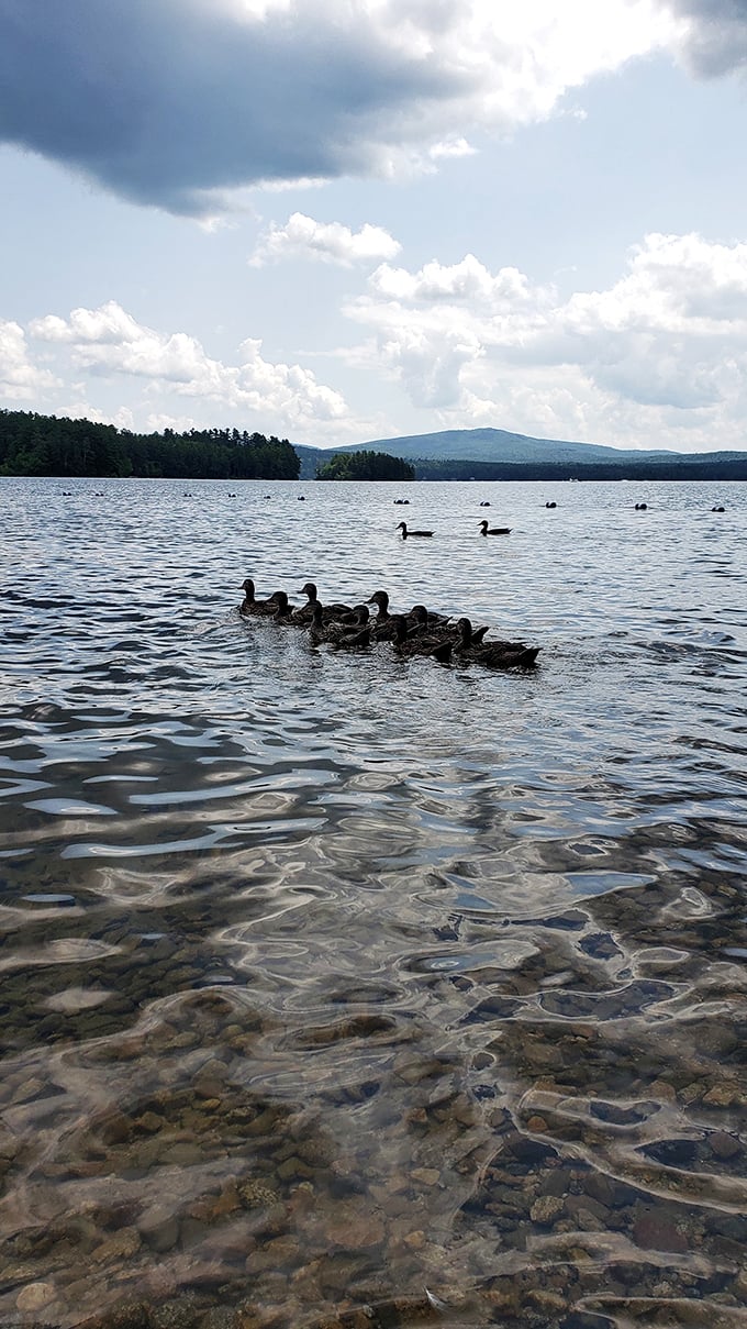 "Duck, duck, goose... or is it duck, duck, more ducks?" A feathered flotilla parades across calm waters, nature's own aquatic ballet.