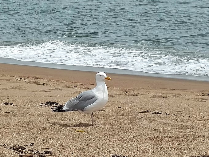 Birdwatching or auditioning for the next Hitchcock film? This seagull's got star quality written all over its feathers.