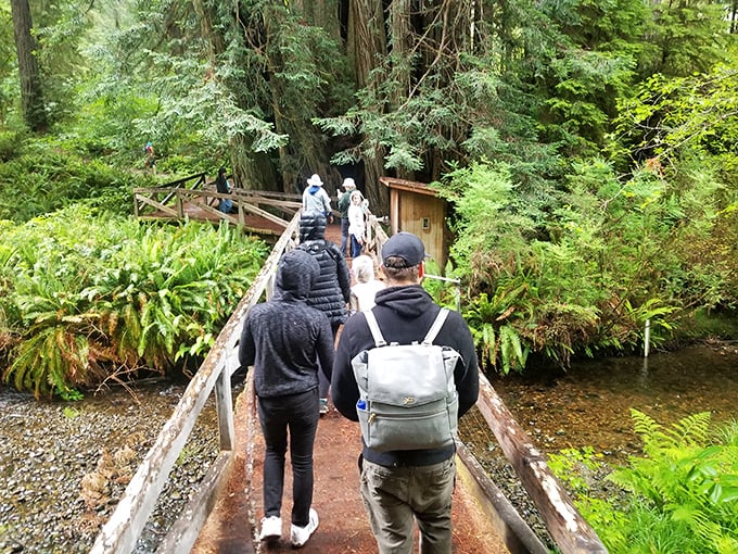 Bridge over unbridled beauty. This boardwalk offers front-row seats to nature's own Broadway show, starring ferns, redwoods, and a babbling brook.