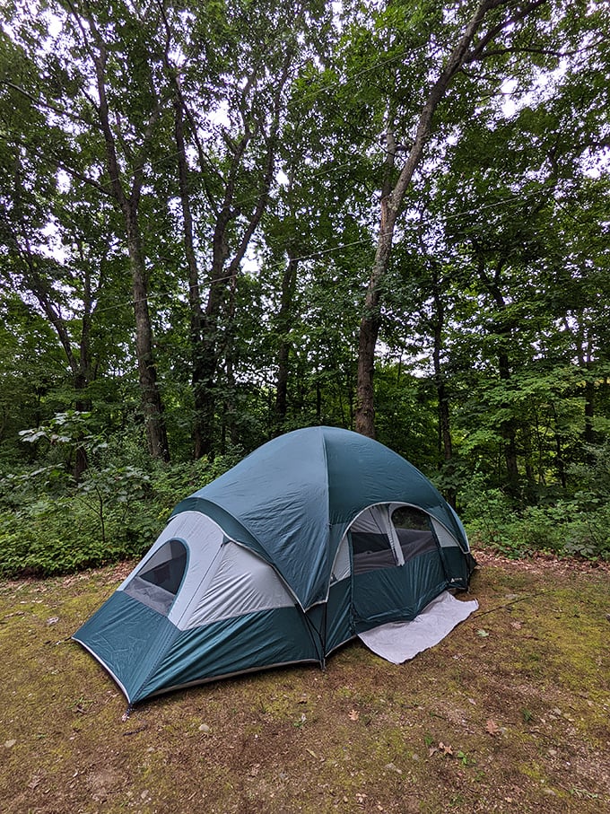 Home sweet dome! It's like a 5-star hotel room, if that room happened to be in the middle of a forest.