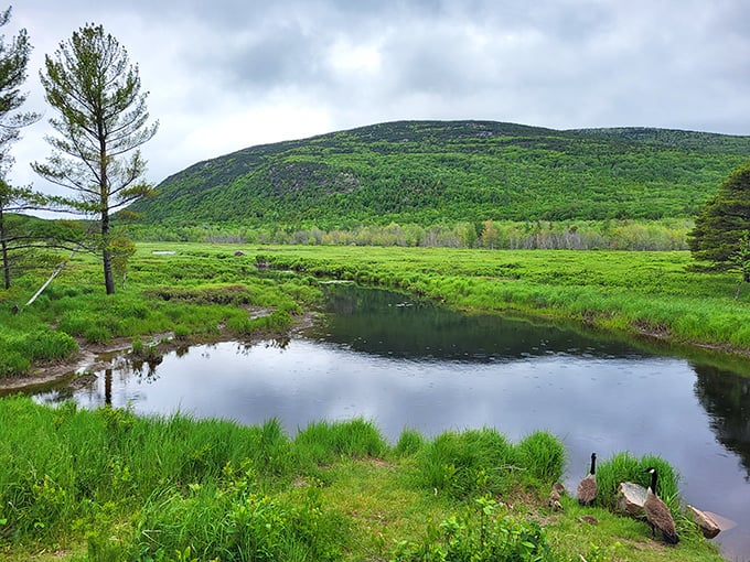 Egg Rock Overlook: where the grass is so green, you'll swear the leprechauns vacation here. Maine's version of the Emerald Isle, minus the accent.