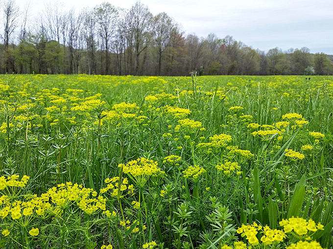 A sea of sunshine! These wildflowers are nature's version of a mood-boosting supplement. No prescription needed.
