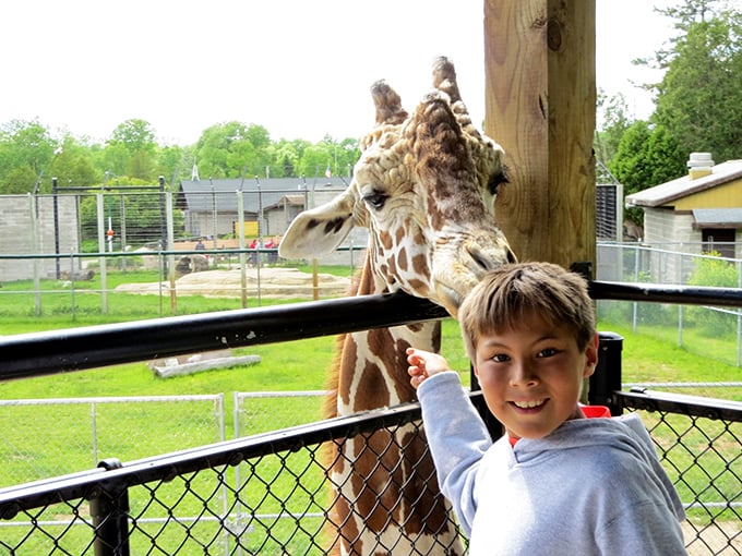 Reach for the stars, kid! Or in this case, a giraffe's lunch. Talk about a high-stakes feeding frenzy!