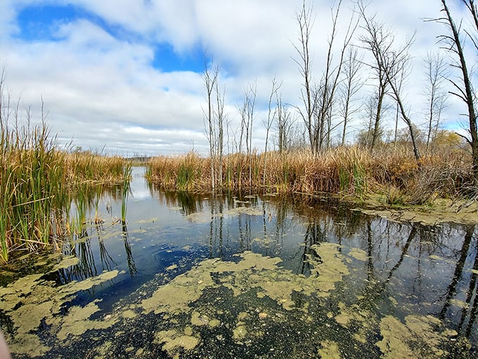 Marsh madness! This watery wonderland is nature's own abstract art, reflecting the sky's mood in its rippled canvas.