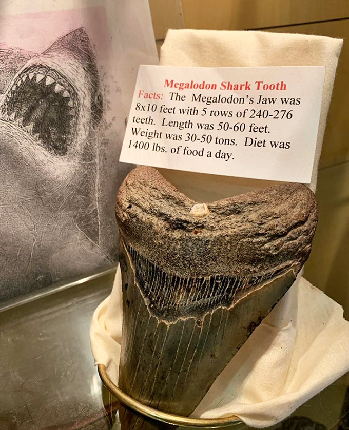 Jaws will drop at this prehistoric chopper! This megalodon tooth is a reminder that your problems aren't so big after all.