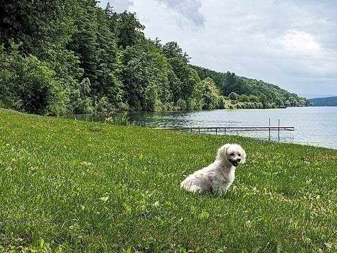 Who let the dogs out? This furry friend is living its best lake life. Talk about a picture-perfect pupper-razzi moment!