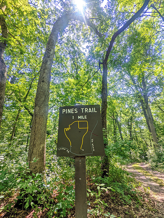 Pines Trail: Where 'taking a hike' is a delightful invitation, not a dismissal. One mile of pure, piney bliss!
