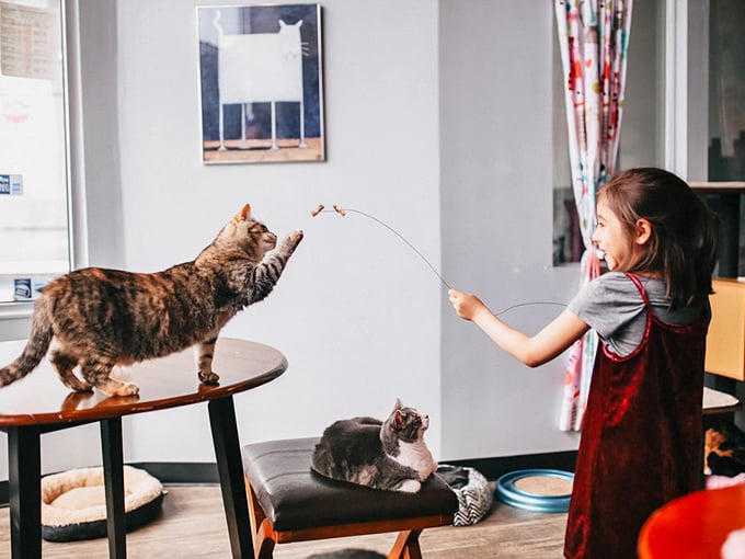 The ultimate cat-and-mouse game! Young visitors learn the ancient art of teasing kitties with feathery wands.