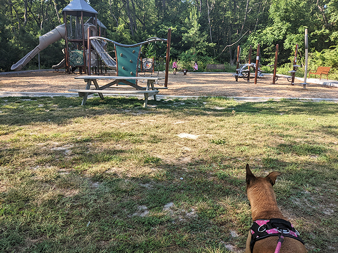 Jungle gym meets Jurassic Park: Let your inner child (or grandchild) run wild in this playground nestled among towering pines.