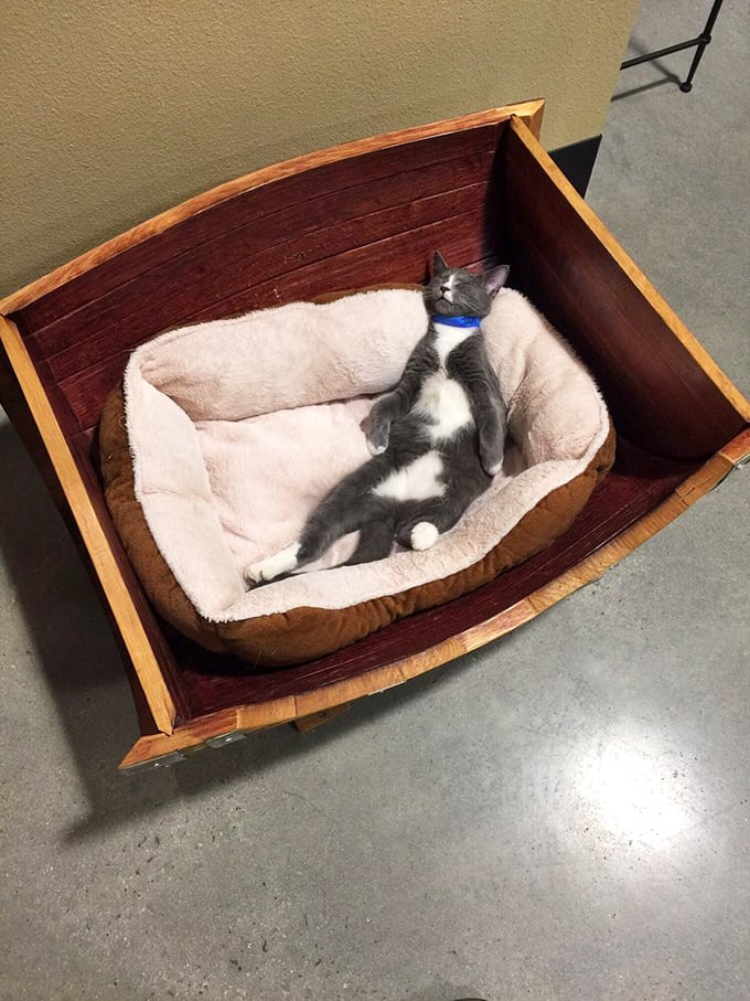 The art of cat napping, perfected. This sleepy kitty could teach a masterclass in relaxation techniques.