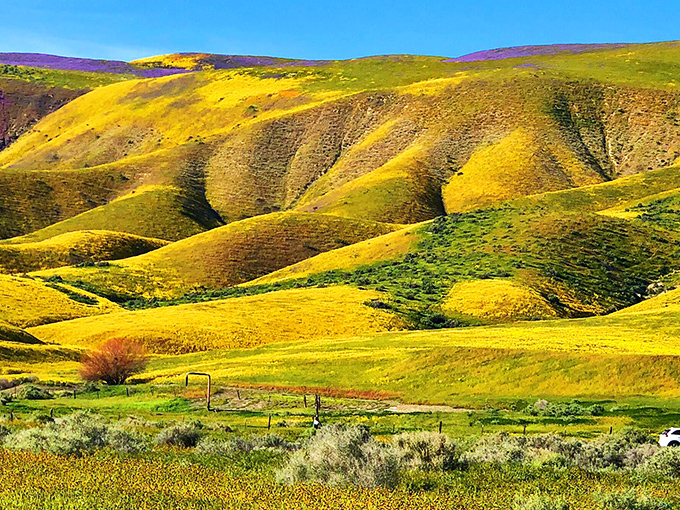 Hills alive with the color of flowers! This vivid display is Mother Nature's way of saying, "Take that, Pantone!"