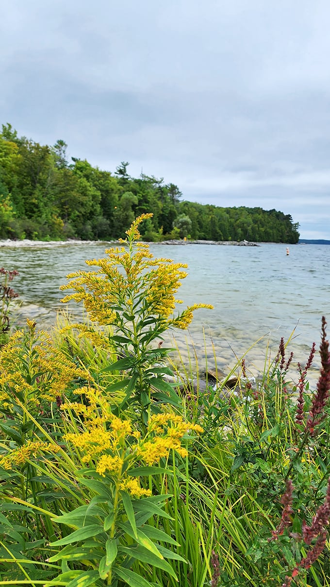 Wildflowers stealing the show: Nature's own bouquet, proving that sometimes the best souvenirs don't come from gift shops.
