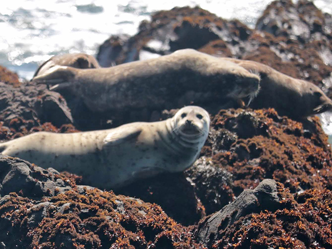 Seal of approval: These lounging pinnipeds have mastered the art of island living. Beach bod goals, anyone?