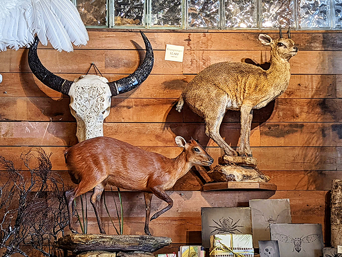 A natural history runway show! These preserved specimens strut their stuff, showcasing nature's timeless designs.