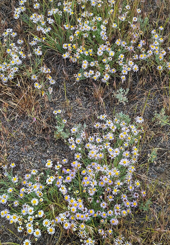 Who needs a florist when Mother Nature's got game? These wildflowers are nature's confetti.