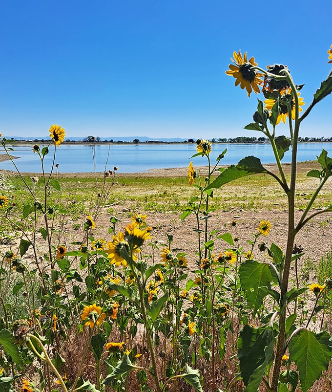 Wildflowers stealing the show! These sunny blooms are nature's way of saying, 'Hey, the water's nice, but don't forget to stop and smell the petals!'