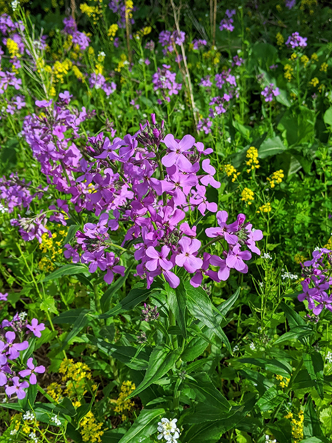 Purple reign! These wildflowers are putting on a show that would make Prince proud.