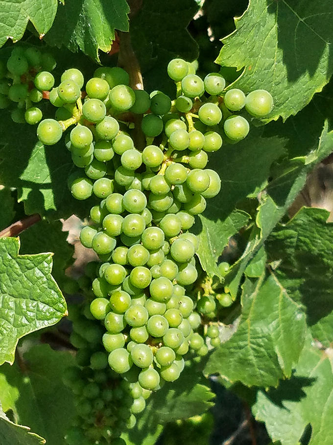 Nature's jewelry: Clusters of green gems hang heavy with promise. In a few months, they'll be the life of the party.