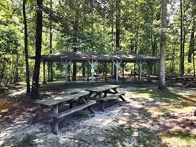Picnic paradise or Bigfoot's dining room? Either way, this spot's perfect for a sandwich and some sasquatch spotting.