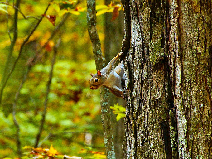 Caught in the act! This squirrel's giving us some serious 'Mission Impossible' vibes on his tree-scaling adventure.