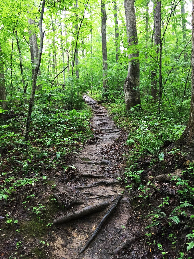 The stairway to... well, more nature. But trust me, it's worth every step!