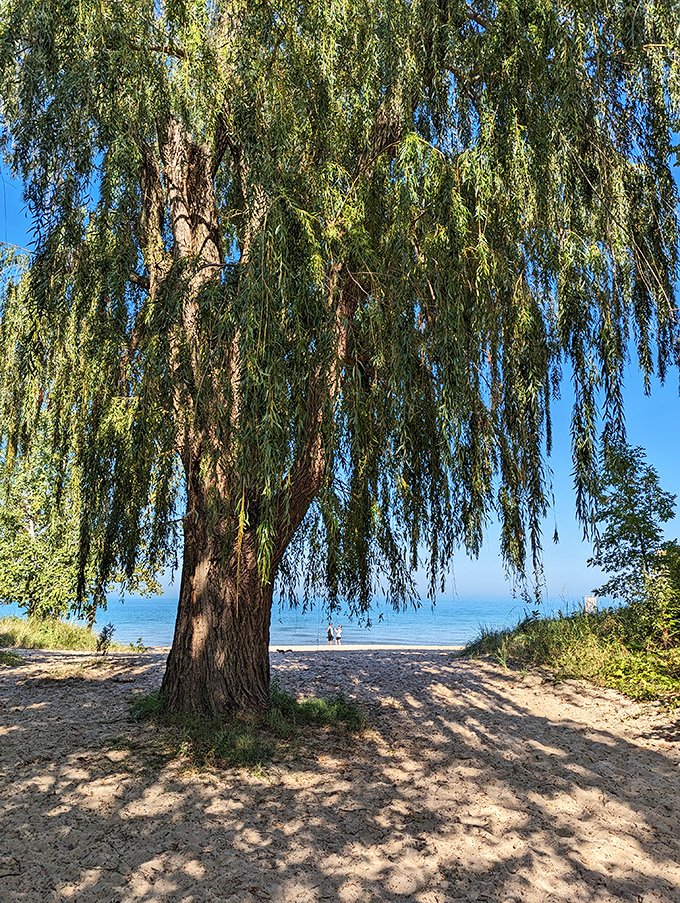Nature's own sunshade. This majestic willow tree has seen more beach days than all of us combined. If only it could talk!