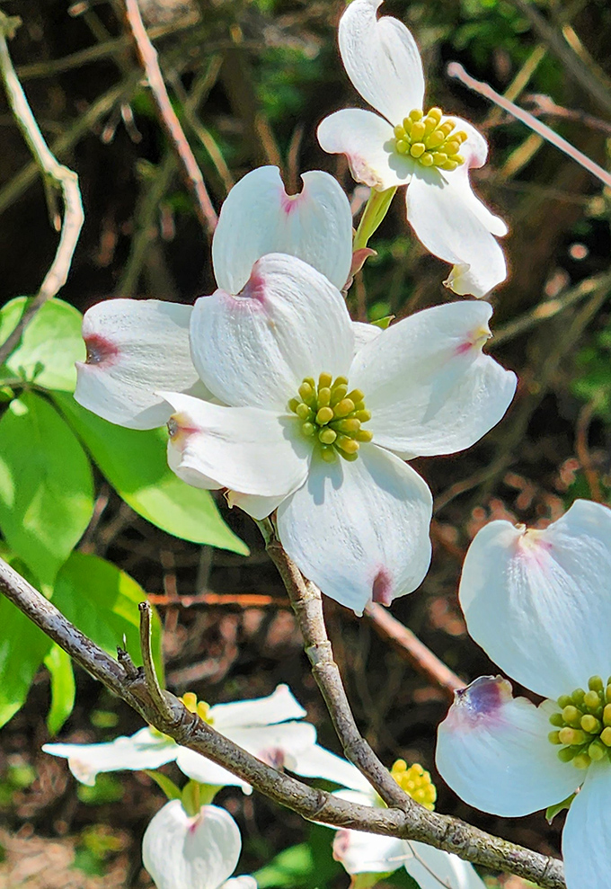 Nature's confetti! These delicate dogwood blossoms are like Mother Nature's way of throwing a "Welcome Spring" party. Talk about flower power!