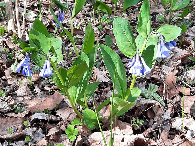 "Nature's own bouquet: These wildflowers are like Ohio's version of a welcome mat &ndash; beautiful and totally free!"