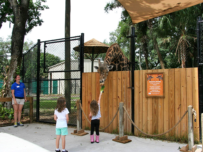 Zip over gators at Central Florida Zoo. It's the closest you'll get to feeling like Tarzan... or Jane!